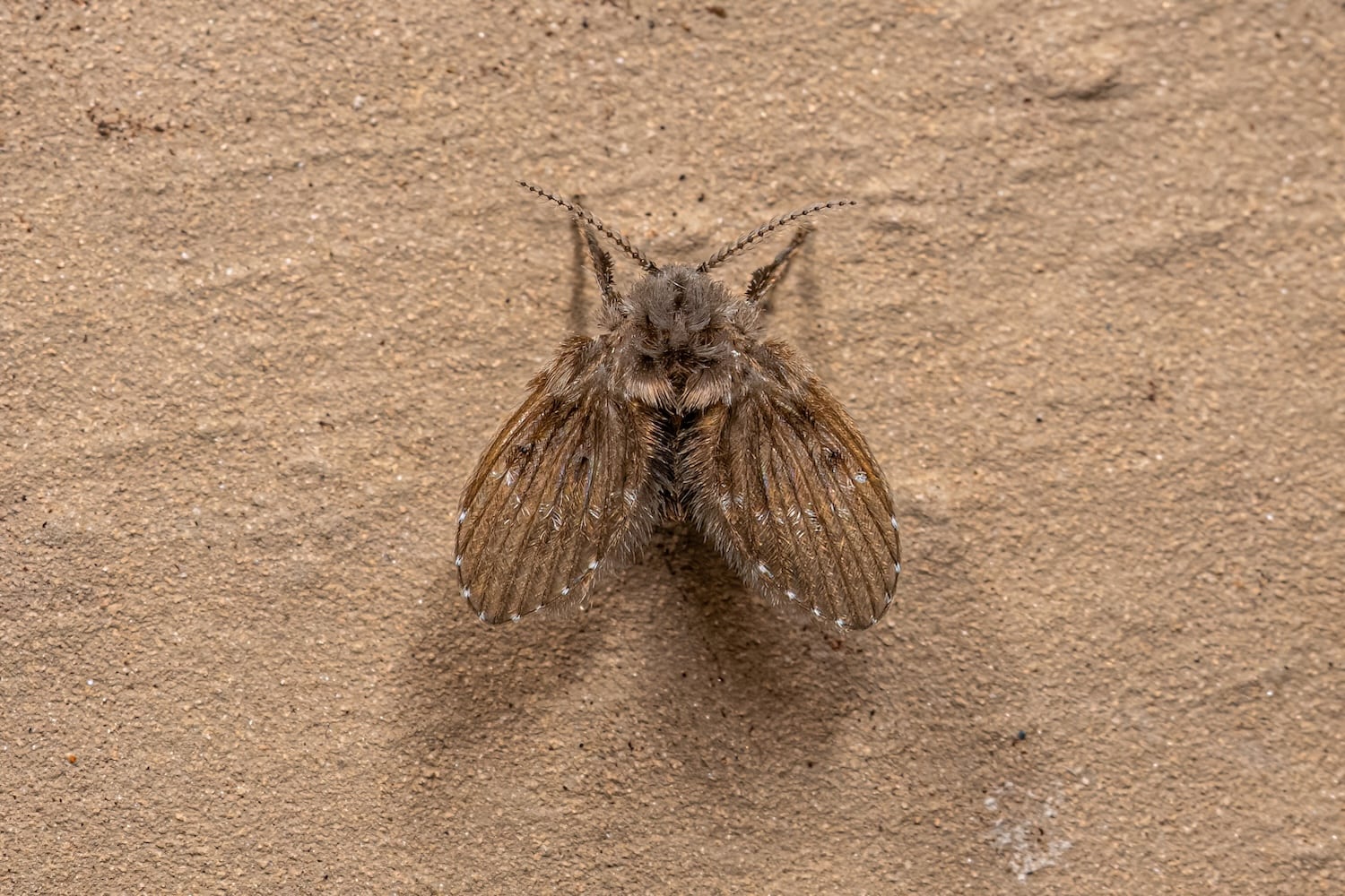 How to Get Rid of Drain Flies: A Homeowner's Guide | Magnolia